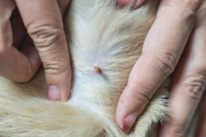 How to Keep Ticks Off Dogs in Pennsylvania| Longwood Veterinary Center