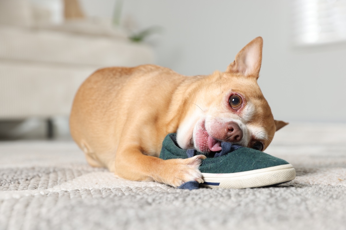 My Dog Ate Something Bad. What Do I Do? | Longwood Veterinary Center